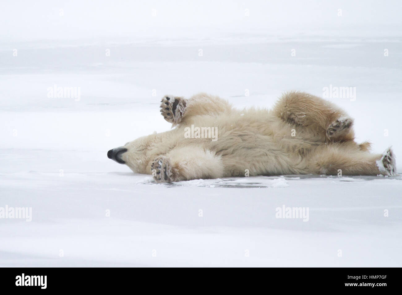 Polar bear rolling in the snowrelaxing Stock Photo - Alamy