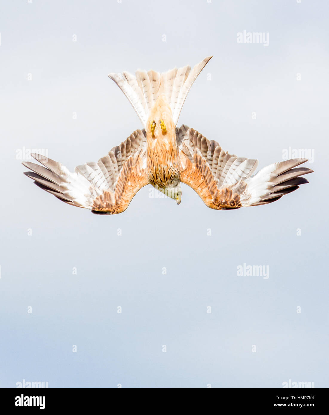 Red kite diving in flight with wings spread Stock Photo - Alamy