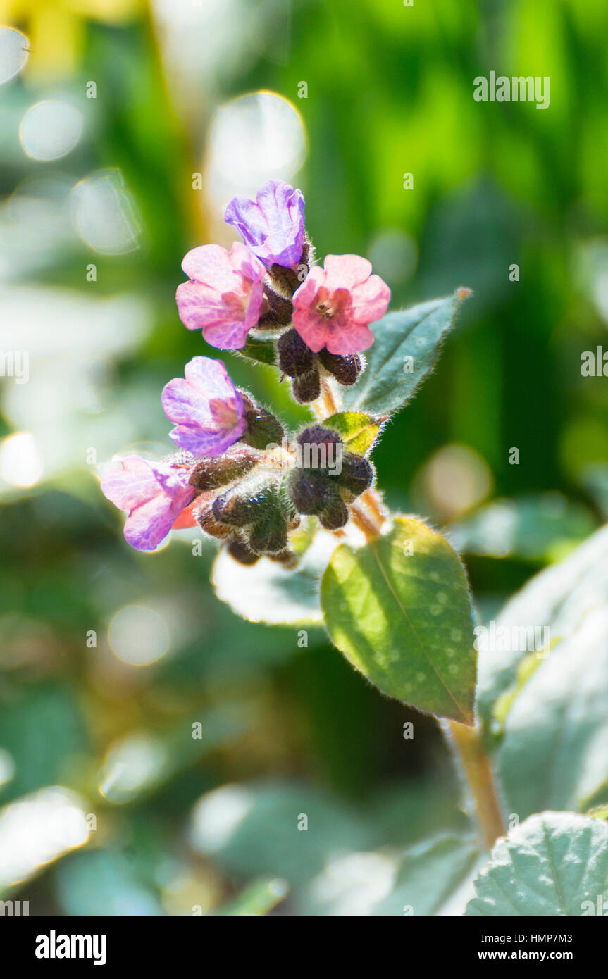 Little Pulmonaria (Pulmonaria officinalis) flowers in spring time Stock ...