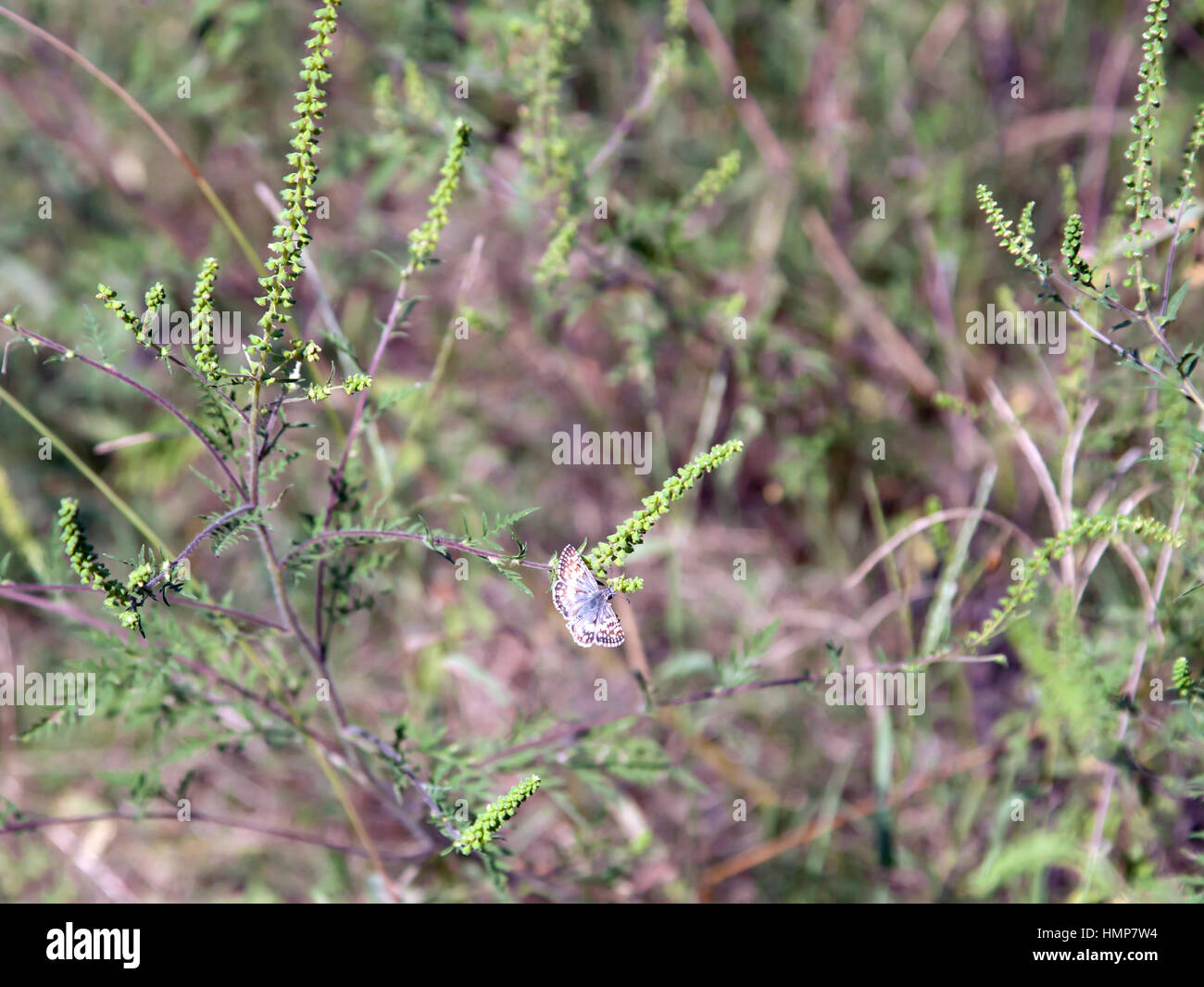 Promethea moth in a field of weeds Stock Photo - Alamy