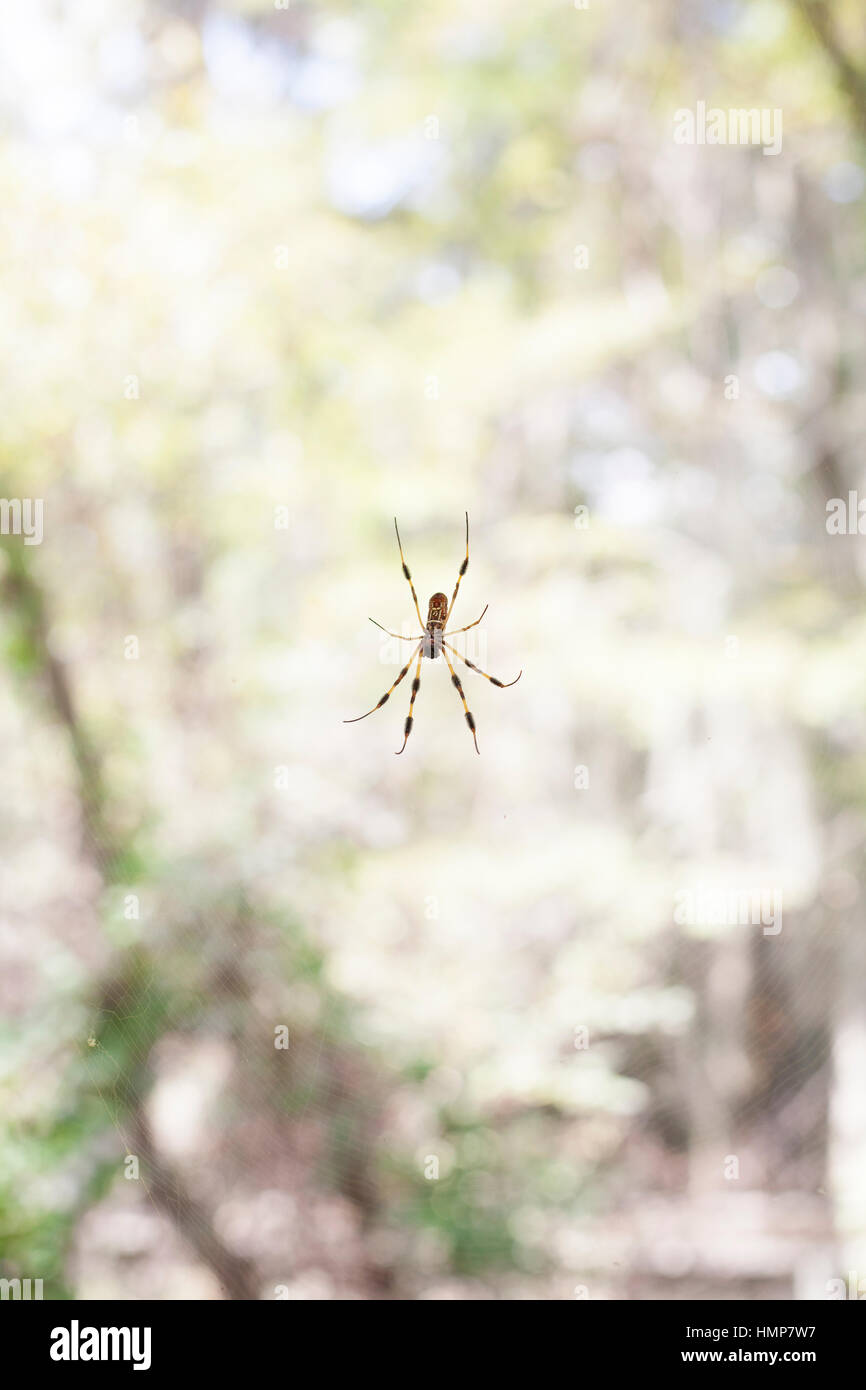 Spider hanging from its web Stock Photo - Alamy