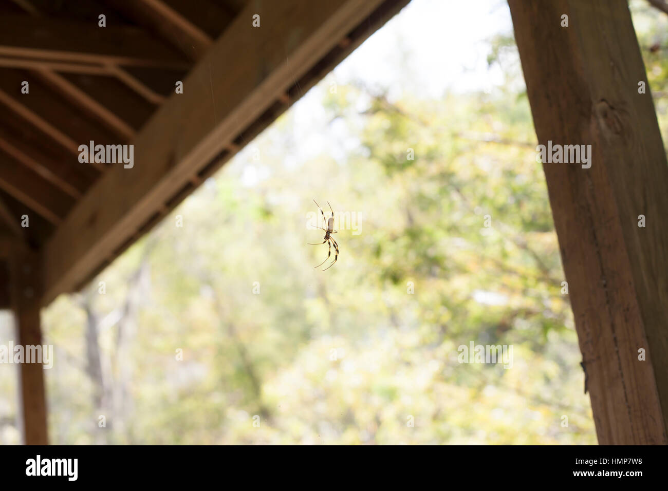 Spider hanging from its web Stock Photo - Alamy