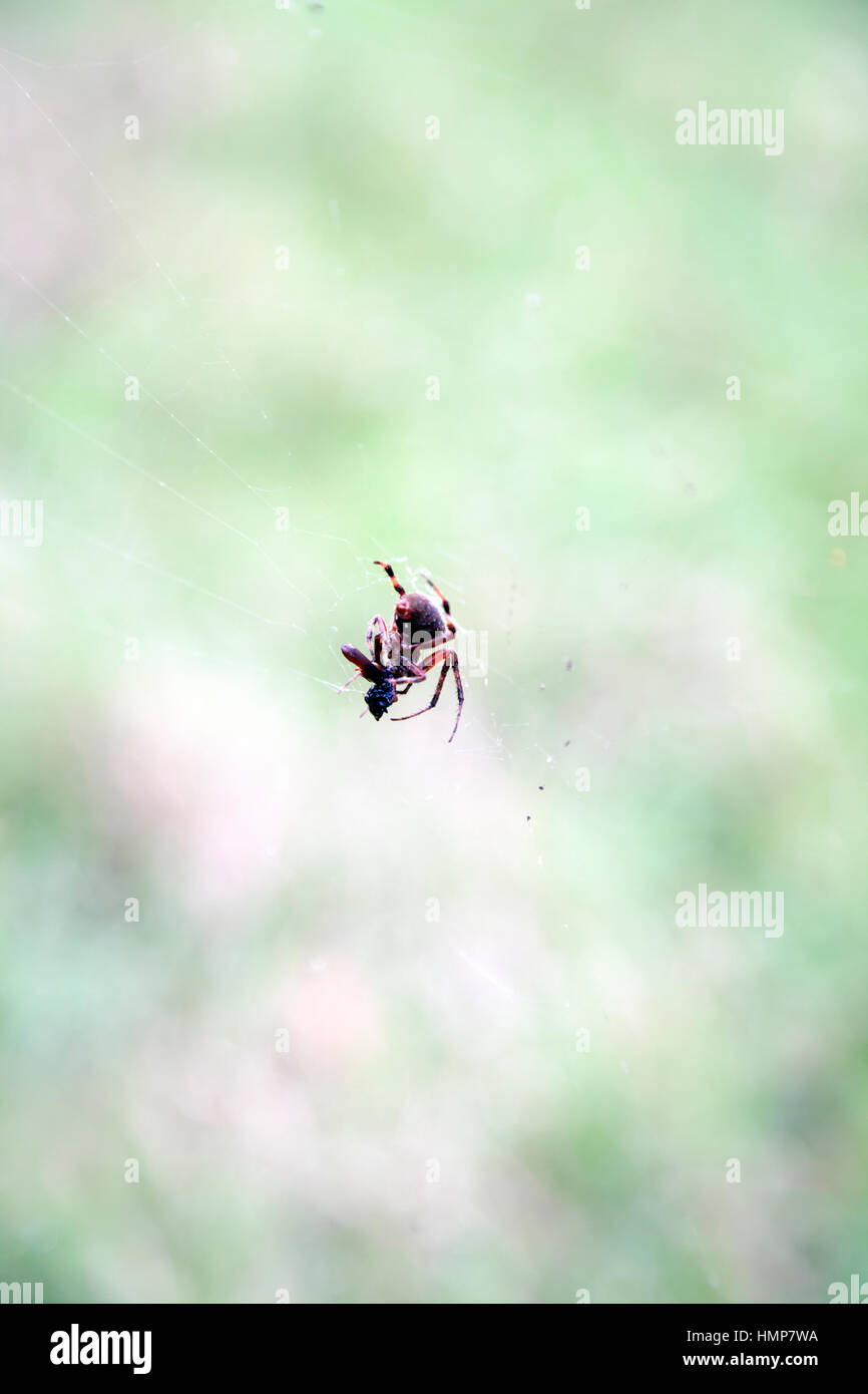 Spider eating a bug caught in its web Stock Photo - Alamy