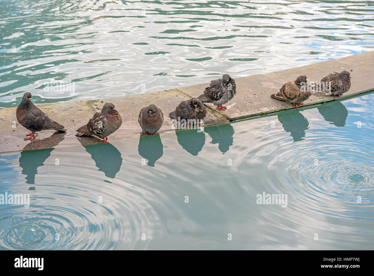 Dove row hi-res stock photography and images - Alamy