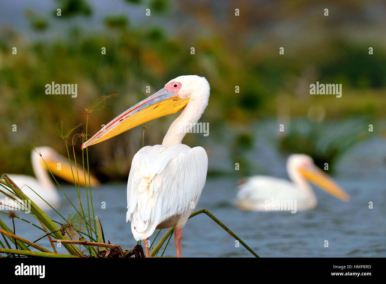 Great white pelican flying over the lake, Kenya, Africa Stock Photo - Alamy