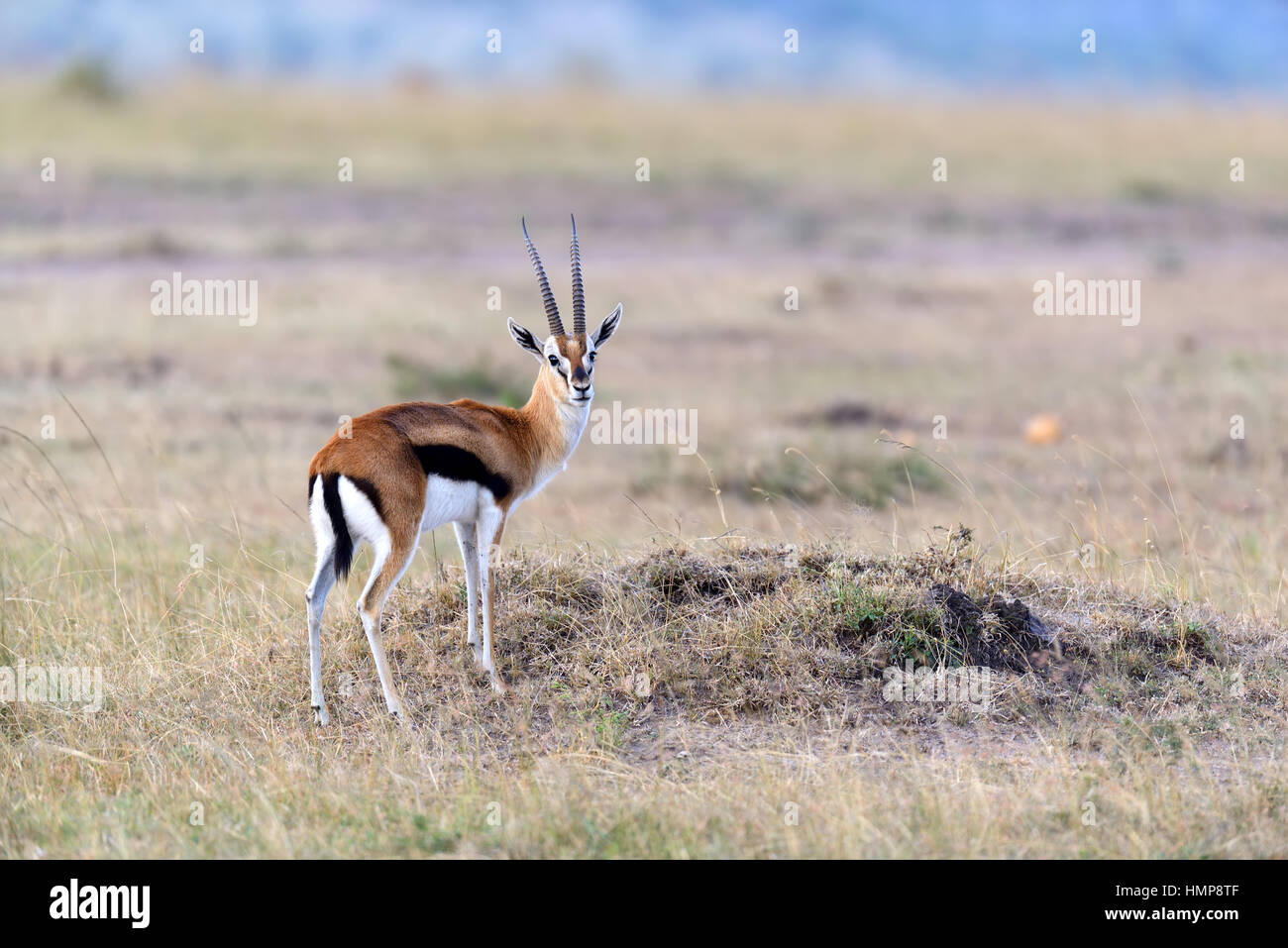 Thomson's gazelle on savanna in National park of Africa Stock Photo - Alamy