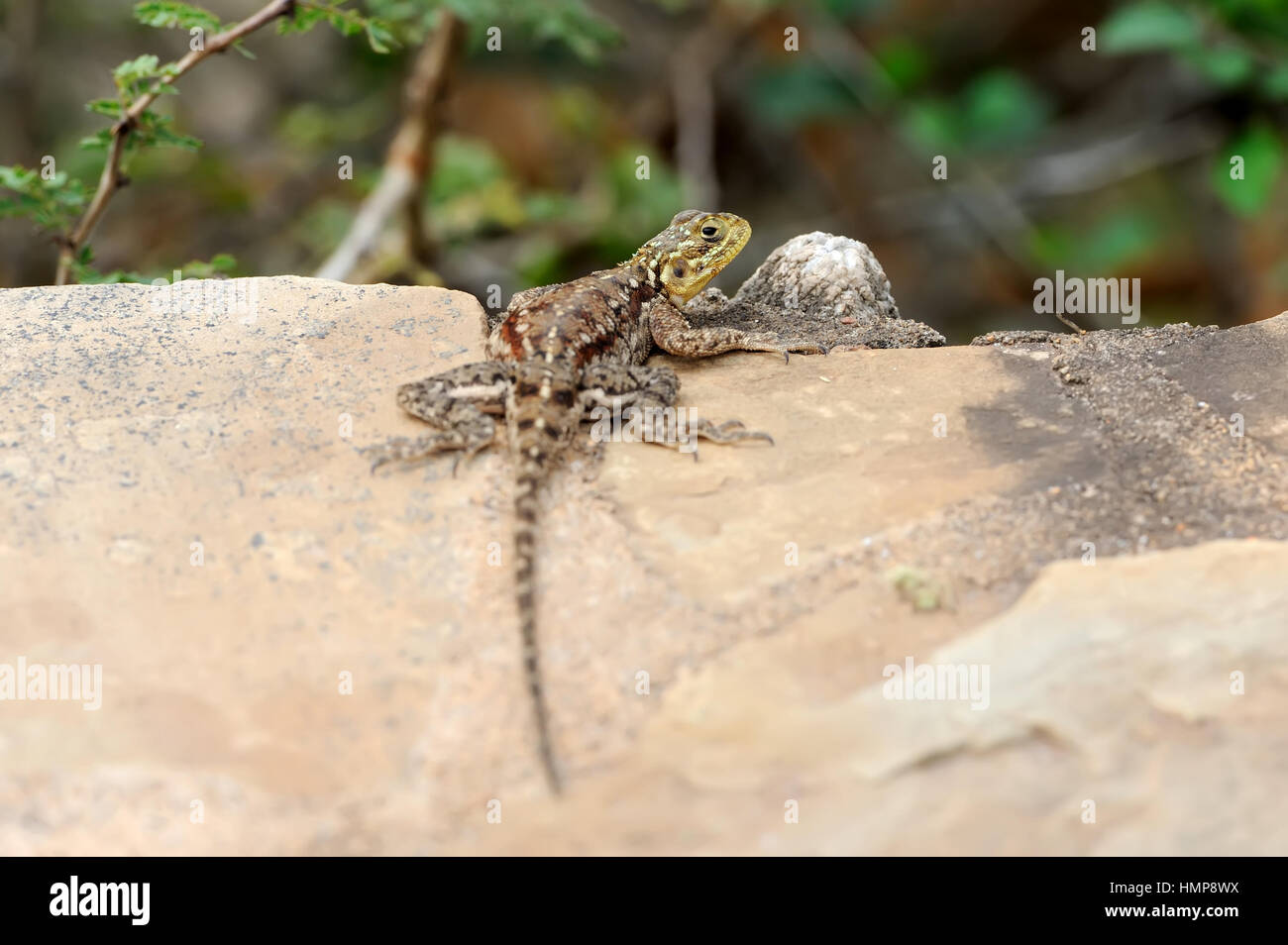 Lizard in National park of Africa, Kenya Stock Photo - Alamy