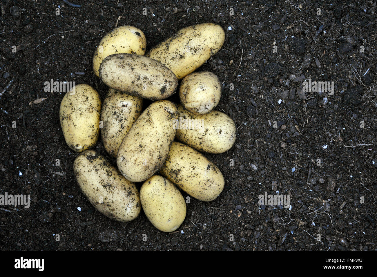 Second early potato charlotte hi-res stock photography and images - Alamy