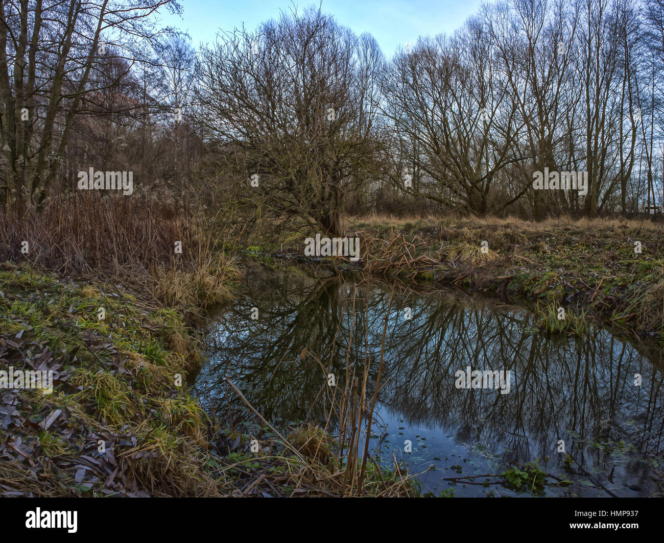 mirror pond - reflection of trees in a little pond Stock Photo - Alamy