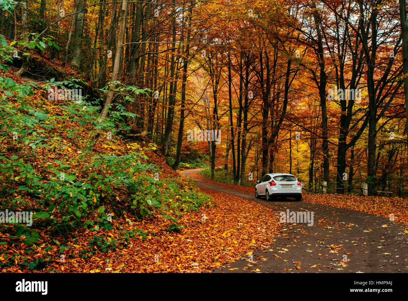 car on a forest path Stock Photo - Alamy
