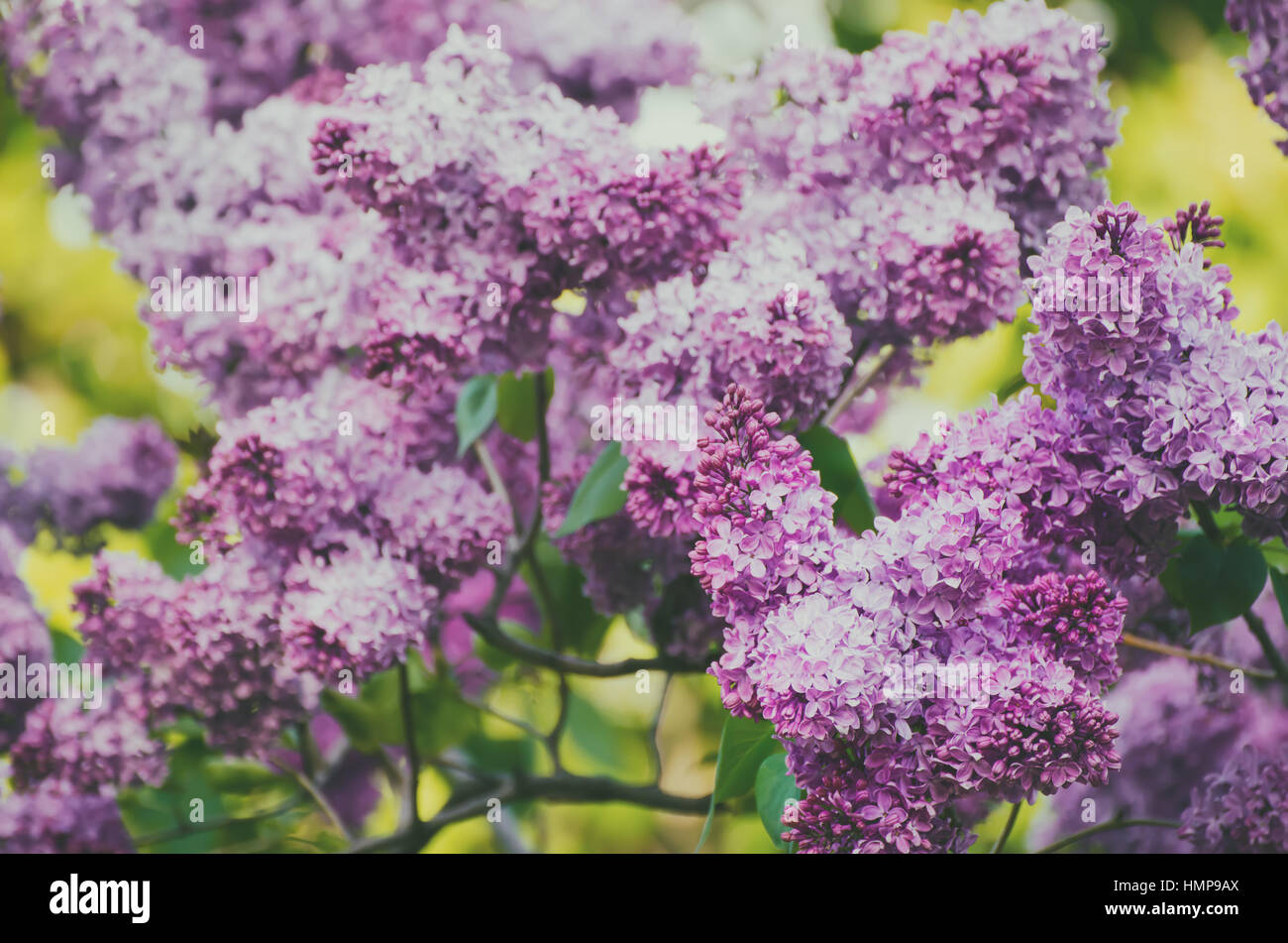 Spring lilac flowers Stock Photo - Alamy