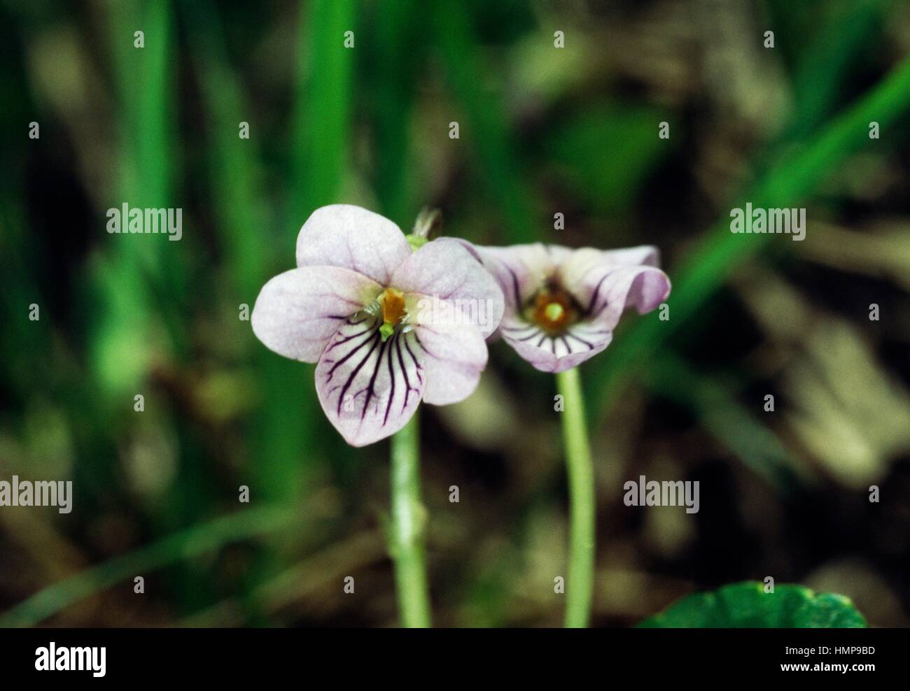 Marsh Violet (Viola palustris), Violaceae Stock Photo - Alamy
