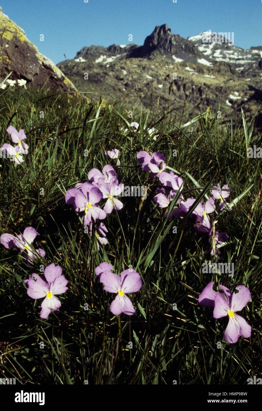 Alpine Pansy (Viola calcarata), Violaceae, Vallee des merveilles ...