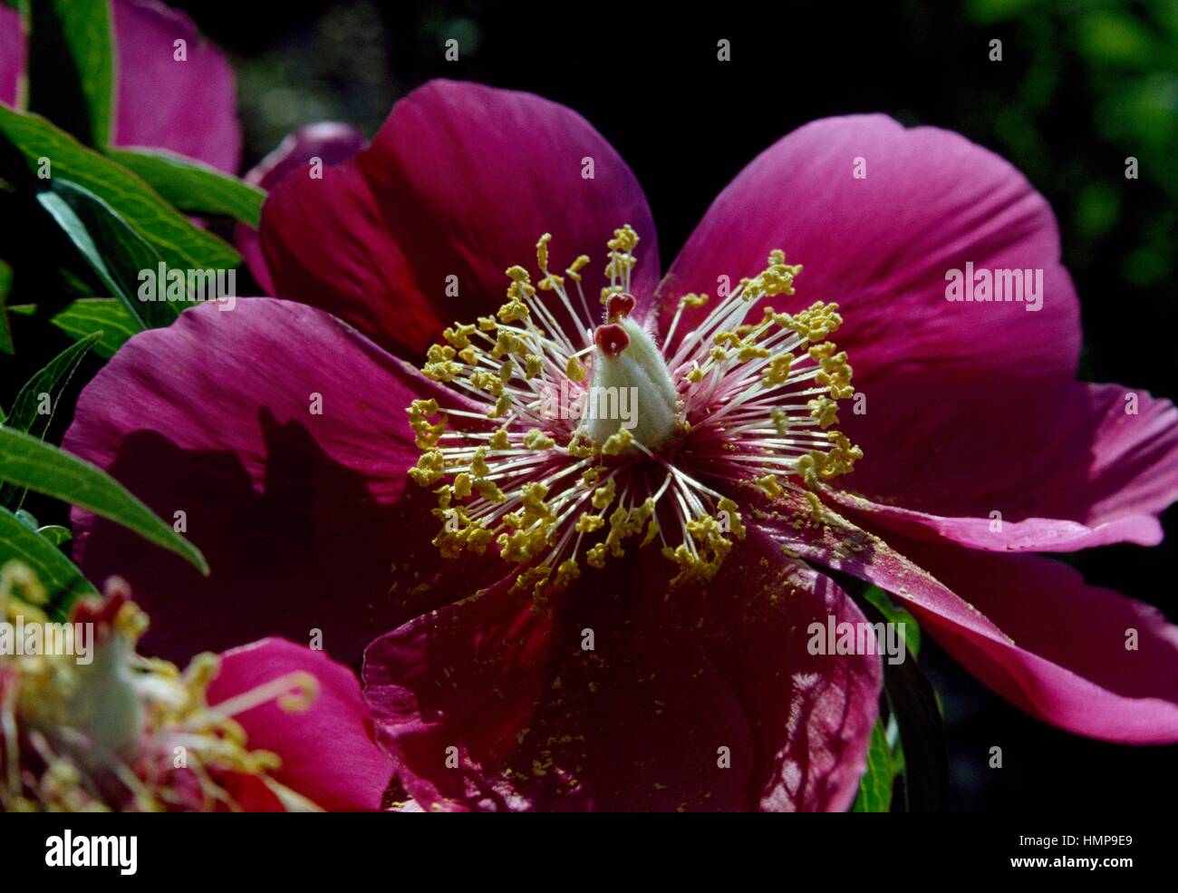 Paeoniaceae paeonia peony blossom hi-res stock photography and images ...