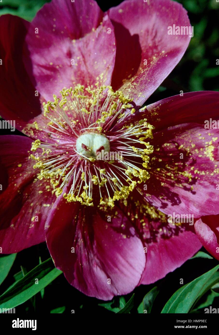 Peony (Paeonia sp), Paeoniaceae Stock Photo - Alamy