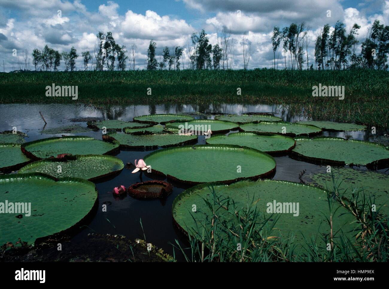 Victoria amazonica or Victoria regia, Nymphaeaceae, Amazon Stock Photo ...