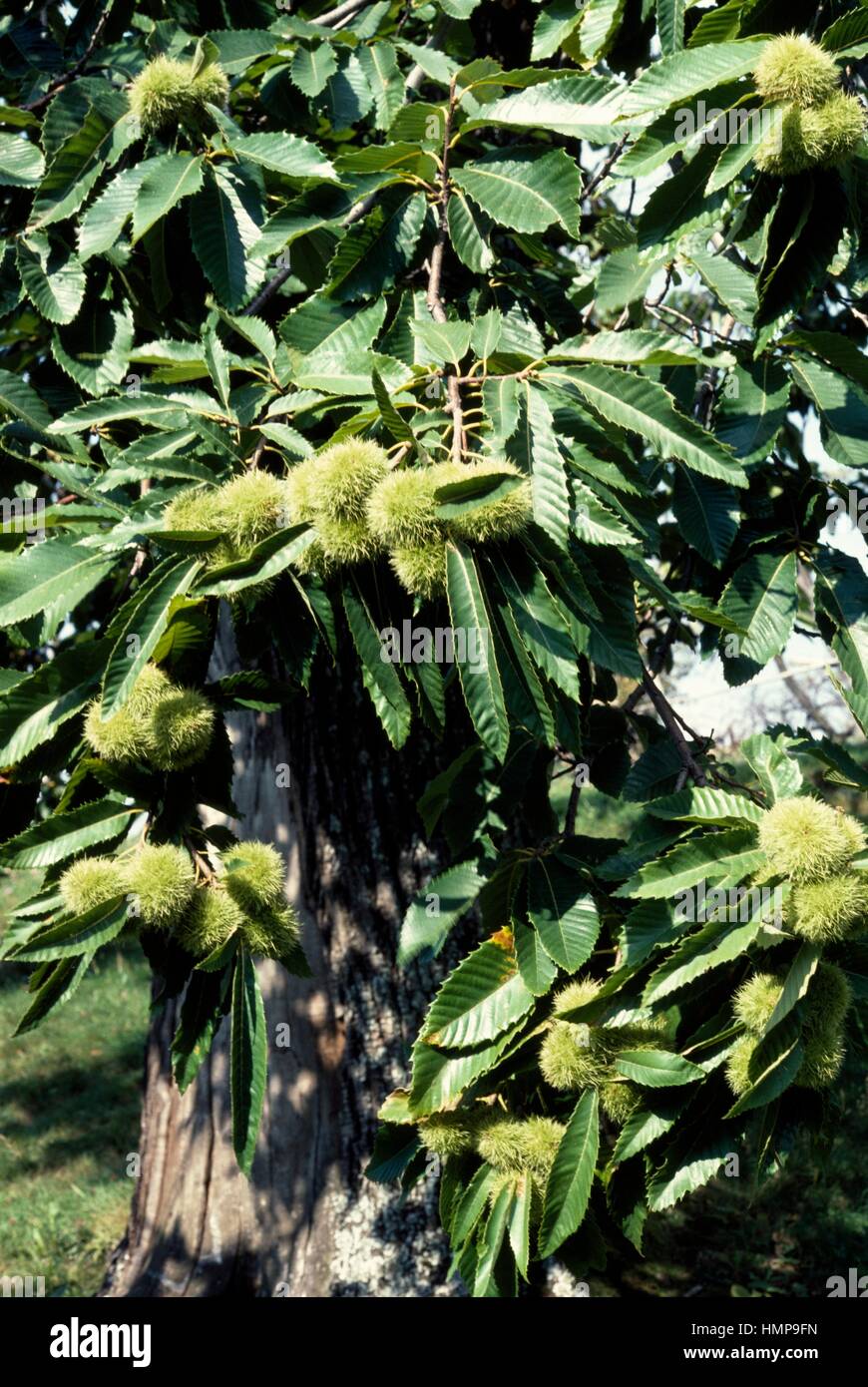 Curly Chestnut (Castanea sativa), Fagaceae Stock Photo - Alamy
