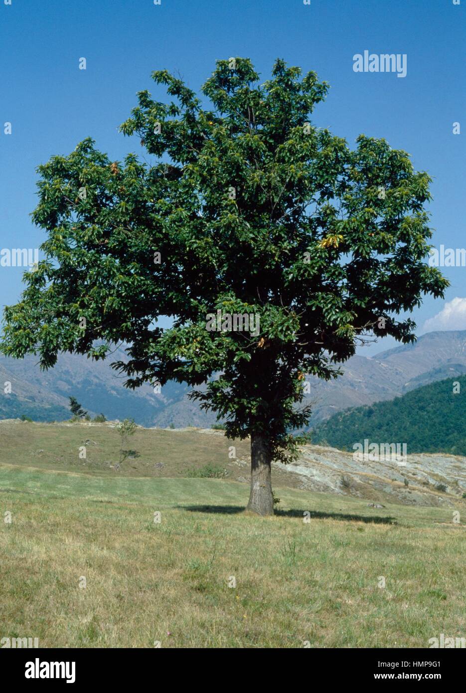 Botany fagaceae sweet hi-res stock photography and images - Alamy