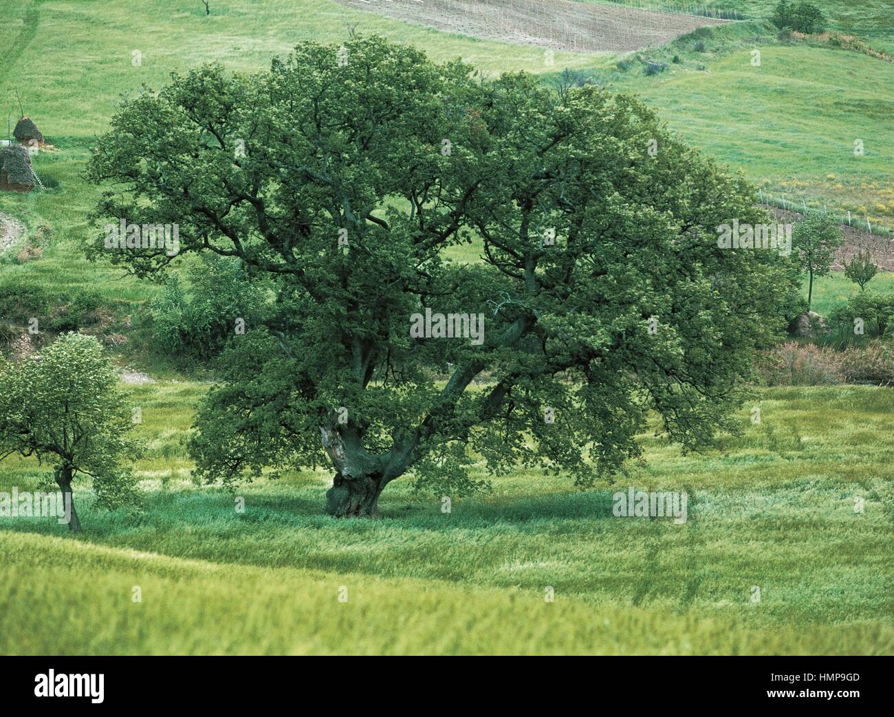 Oak (Quercus), Fagaceae. Molise, Italy Stock Photo - Alamy