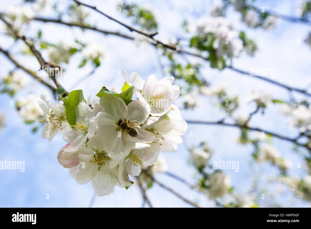 bee on apple blossom Stock Photo - Alamy