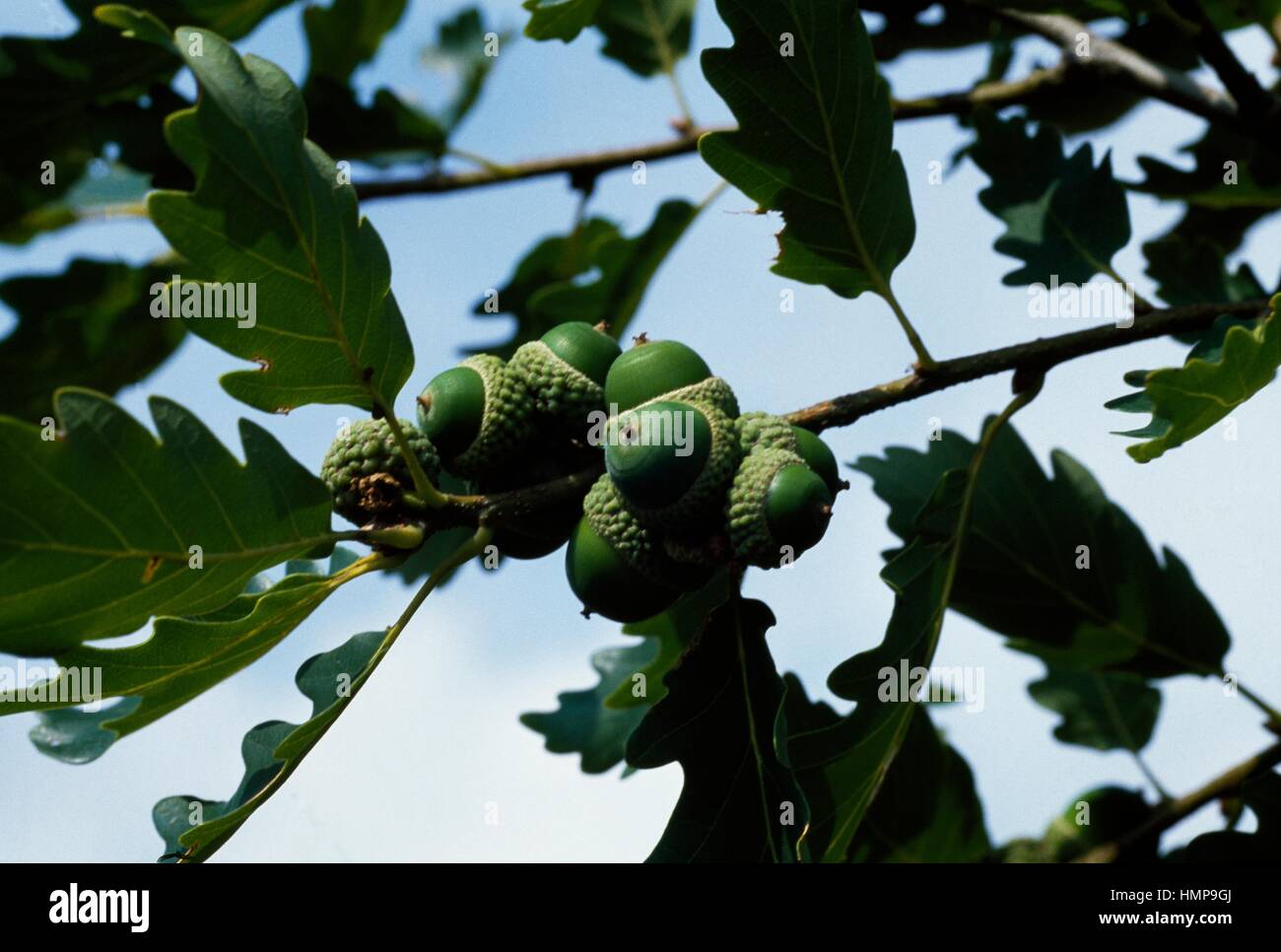 Leaves and acorns of Oak (Quercus sp), Fagaceae Stock Photo - Alamy