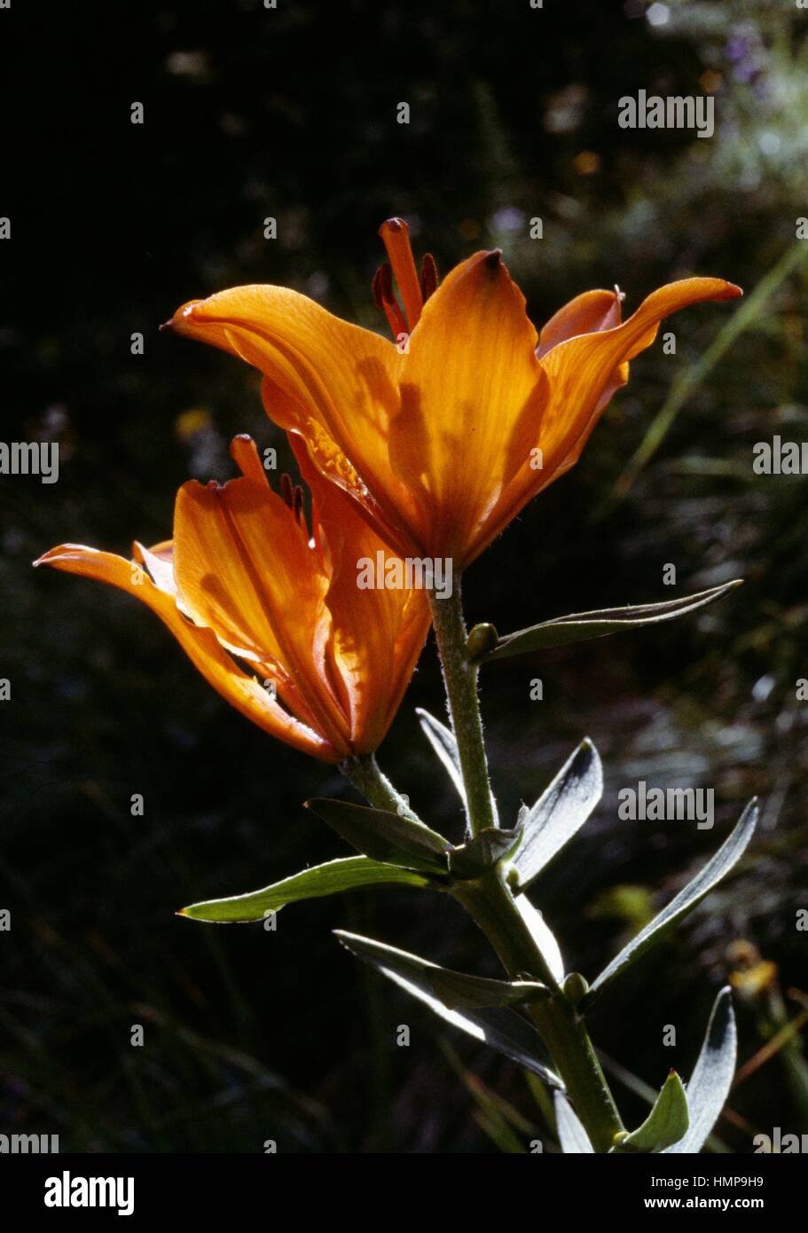 Fire Lily (Lilium bulbiferum), Liliaceae Stock Photo - Alamy