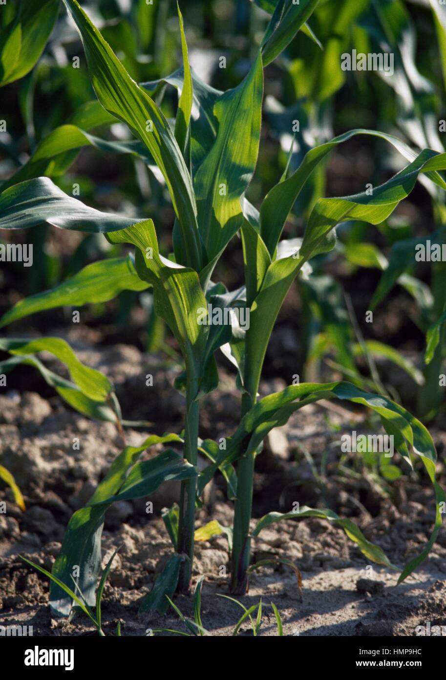 Zea may hi-res stock photography and images - Alamy