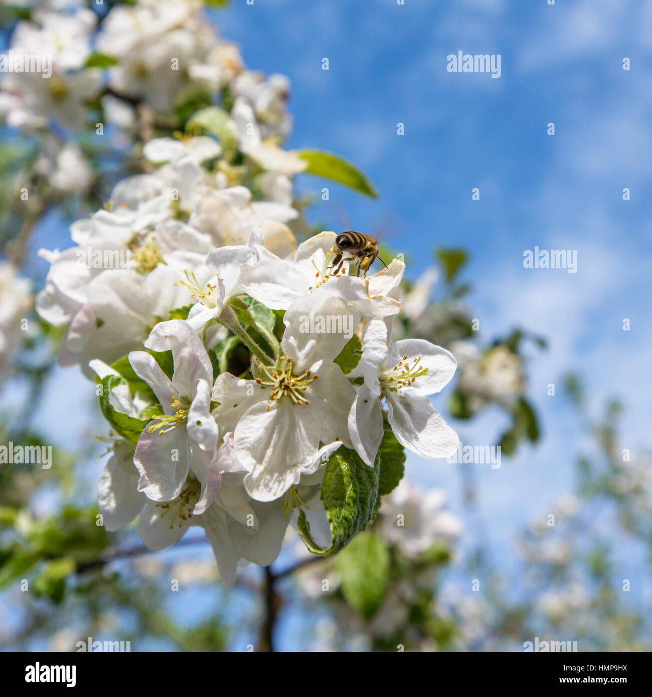 apple blossom trees Stock Photo - Alamy
