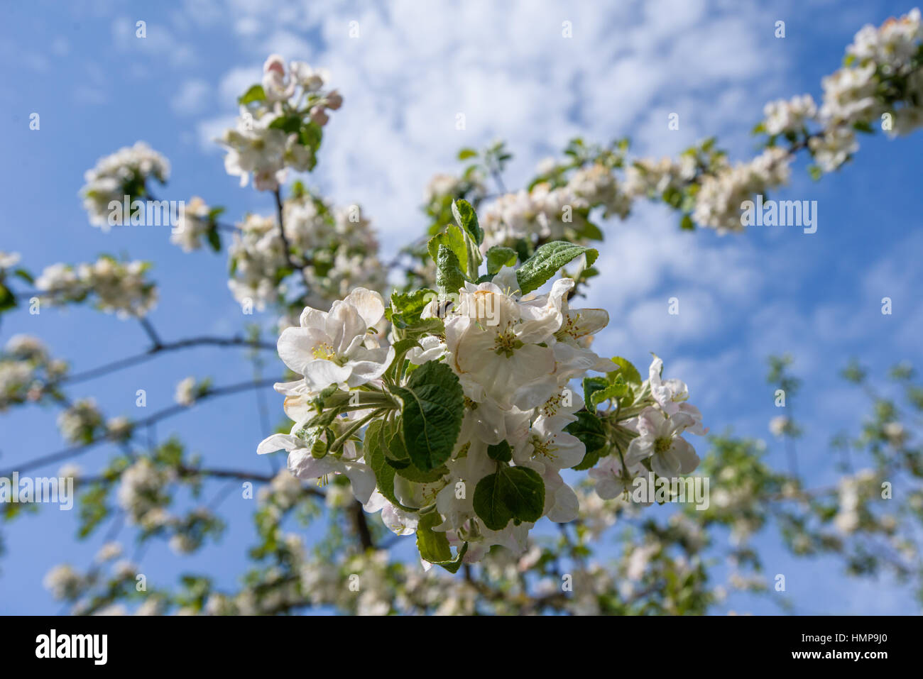 apple blossom trees Stock Photo - Alamy