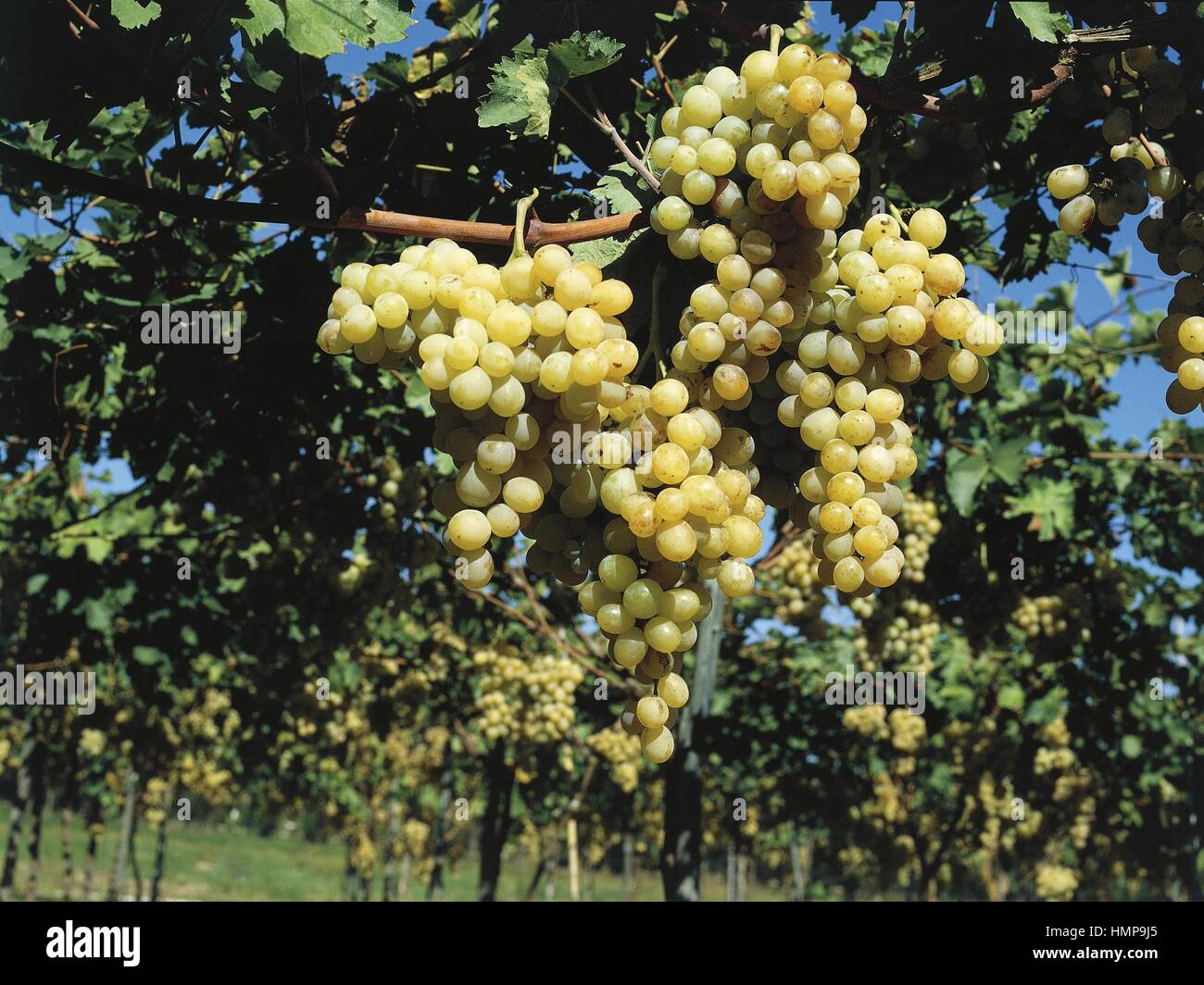 Fruit grape vine vitis vinifera hi-res stock photography and images - Alamy