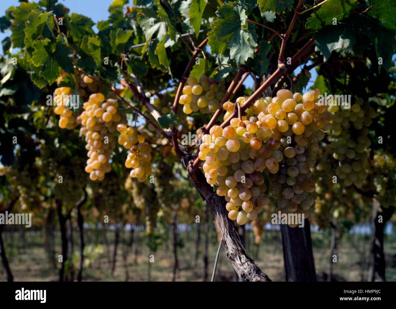 Botany vitaceae grapes vitis vinifera vine hi-res stock photography and ...