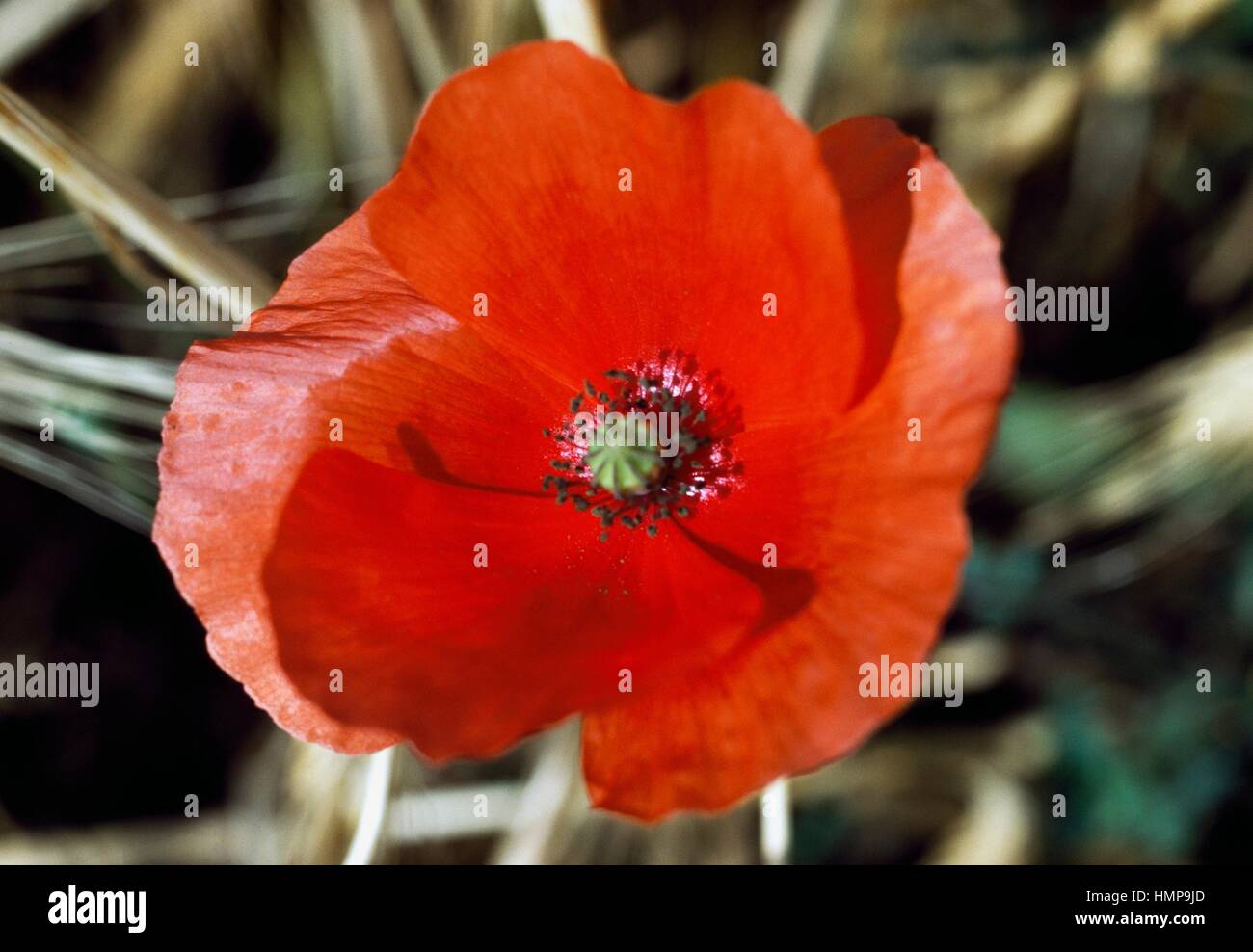Common poppy, corn poppy, annual poppy (Papaver rhoeas), Papaveraceae ...