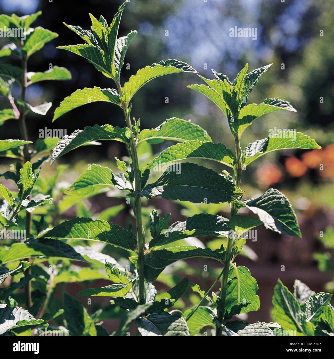 Peppermint (Mentha x piperita), Lamiaceae Stock Photo - Alamy