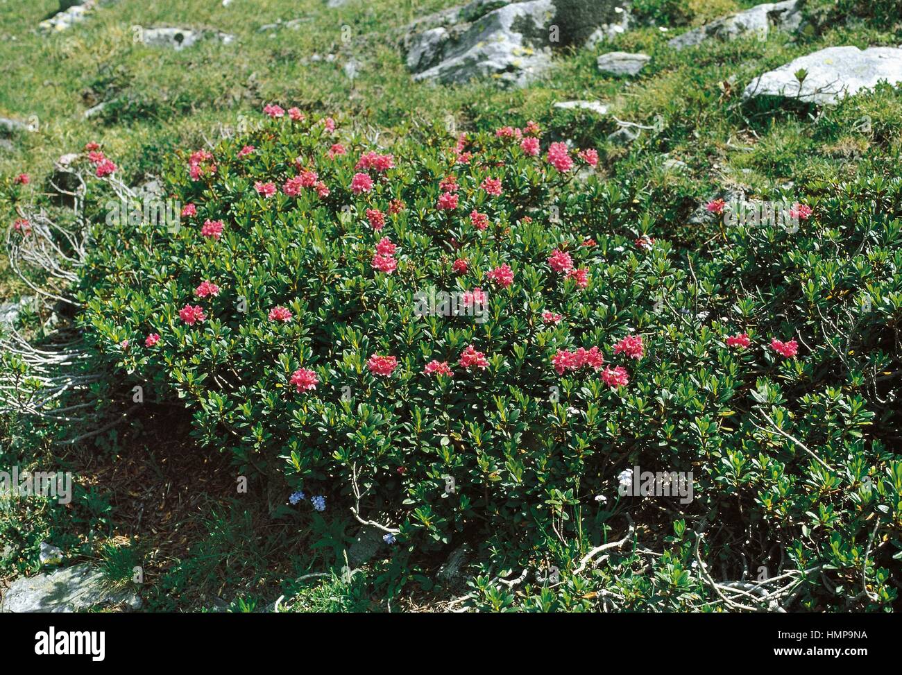 Snow-rose or Rusty-leaved alpenrose (Rhododendron ferrugineum ...