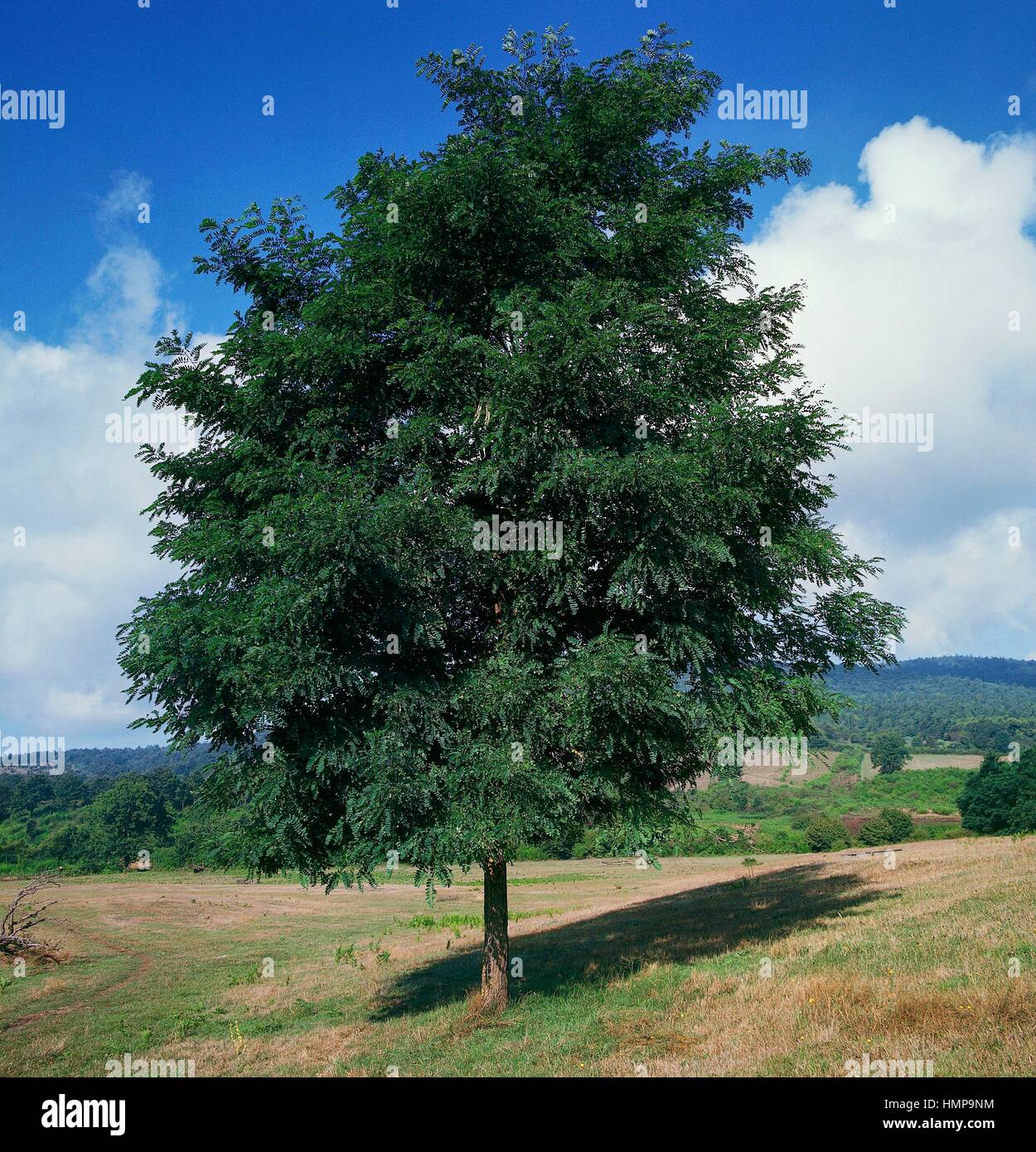 Black Locust (Robinia pseudoacacia), Fabaceae-Leguminosae Stock Photo ...