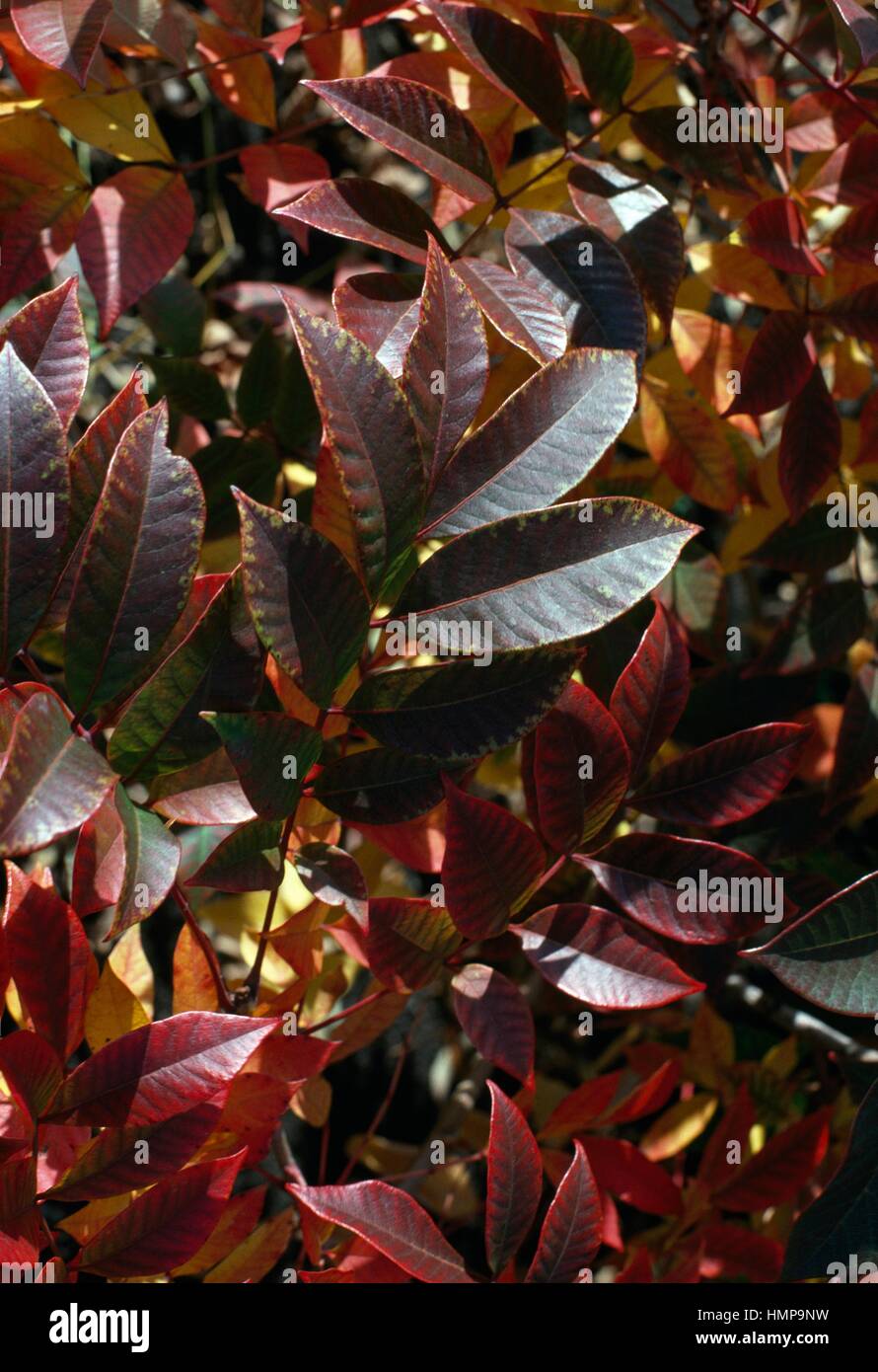 Poison Sumac (Toxicodendron vernix), Anacardiaceae. Detail Stock Photo ...