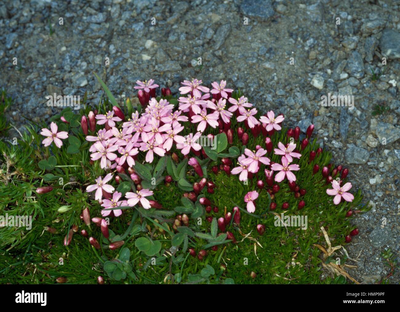 Moss Campion (Silene acaulis), Caryophyllaceae Stock Photo - Alamy