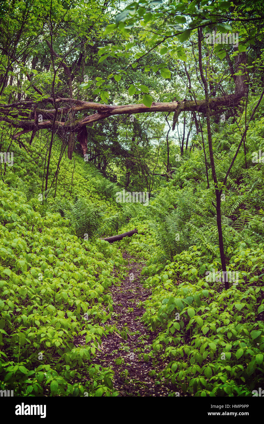 Dense green forest Stock Photo - Alamy