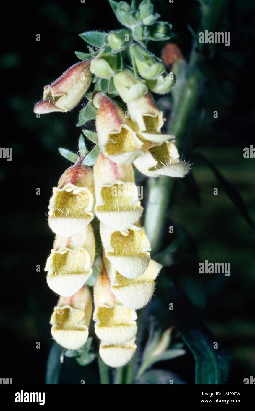 Digitalis sp hi-res stock photography and images - Alamy