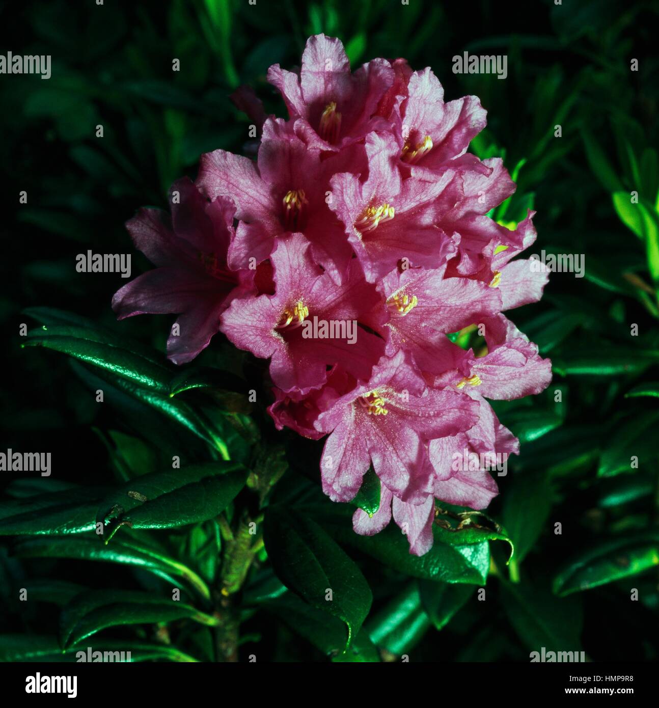 Flowering Snow-rose or Rusty-leaved alpenrose (Rhododendron ferrugineum ...