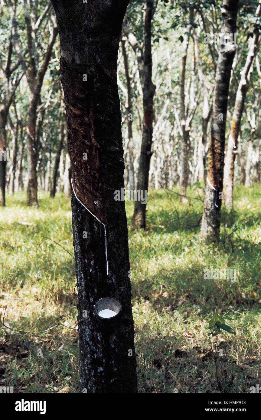 Collecting sap from the Rubber Tree (Hevea brasiliensis), Malaysia ...