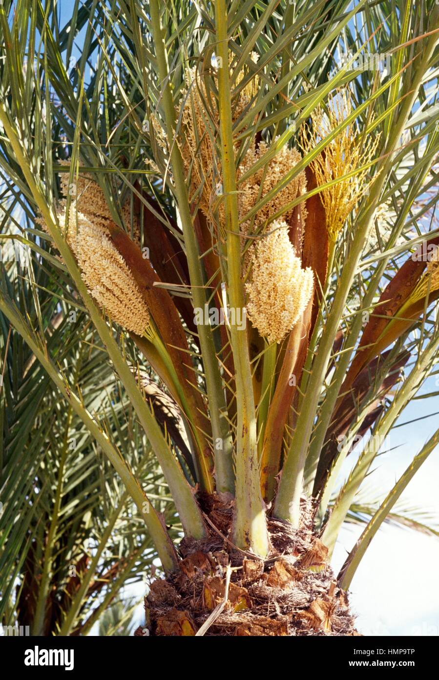 Male inflorescences of Date palm (Phoenix dactylifera), Arecaceae ...