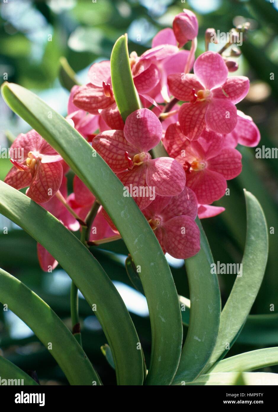 Orchids, Orchidaceae, near Bangkok, Thailand Stock Photo - Alamy