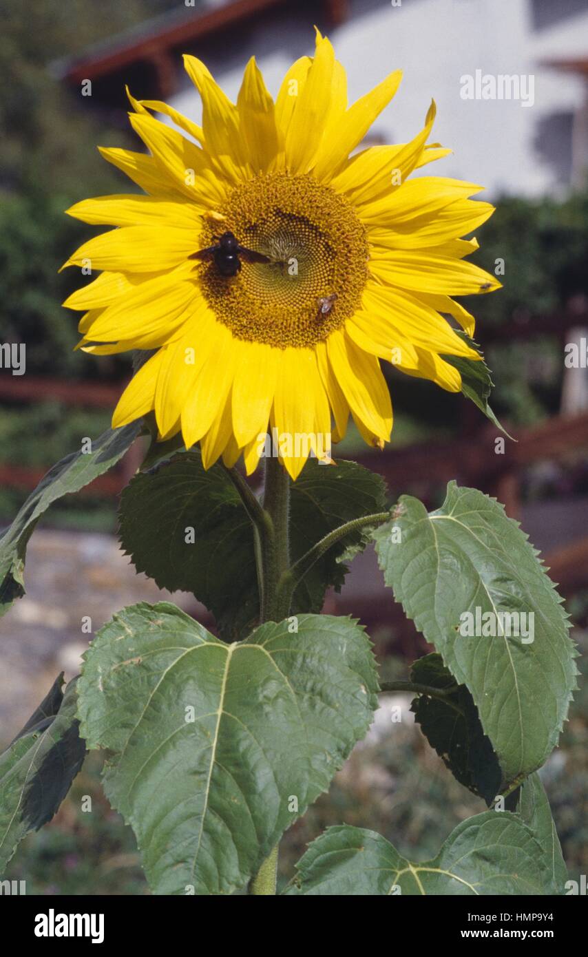 Sunflower (Helianthus annuus), Asteraceae Stock Photo - Alamy