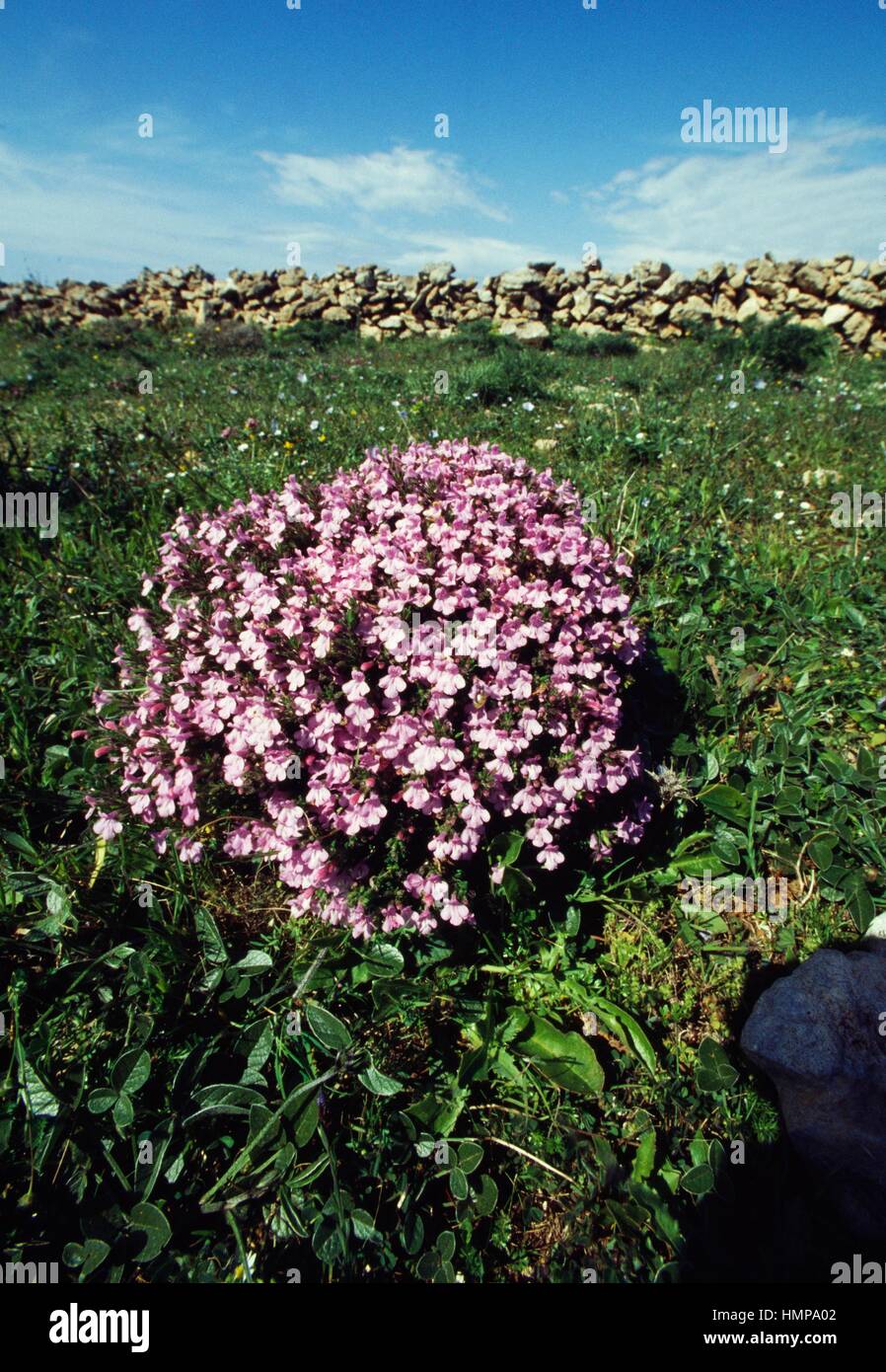 Headed Thyme (Thymus capitatus), Lamiaceae Stock Photo - Alamy