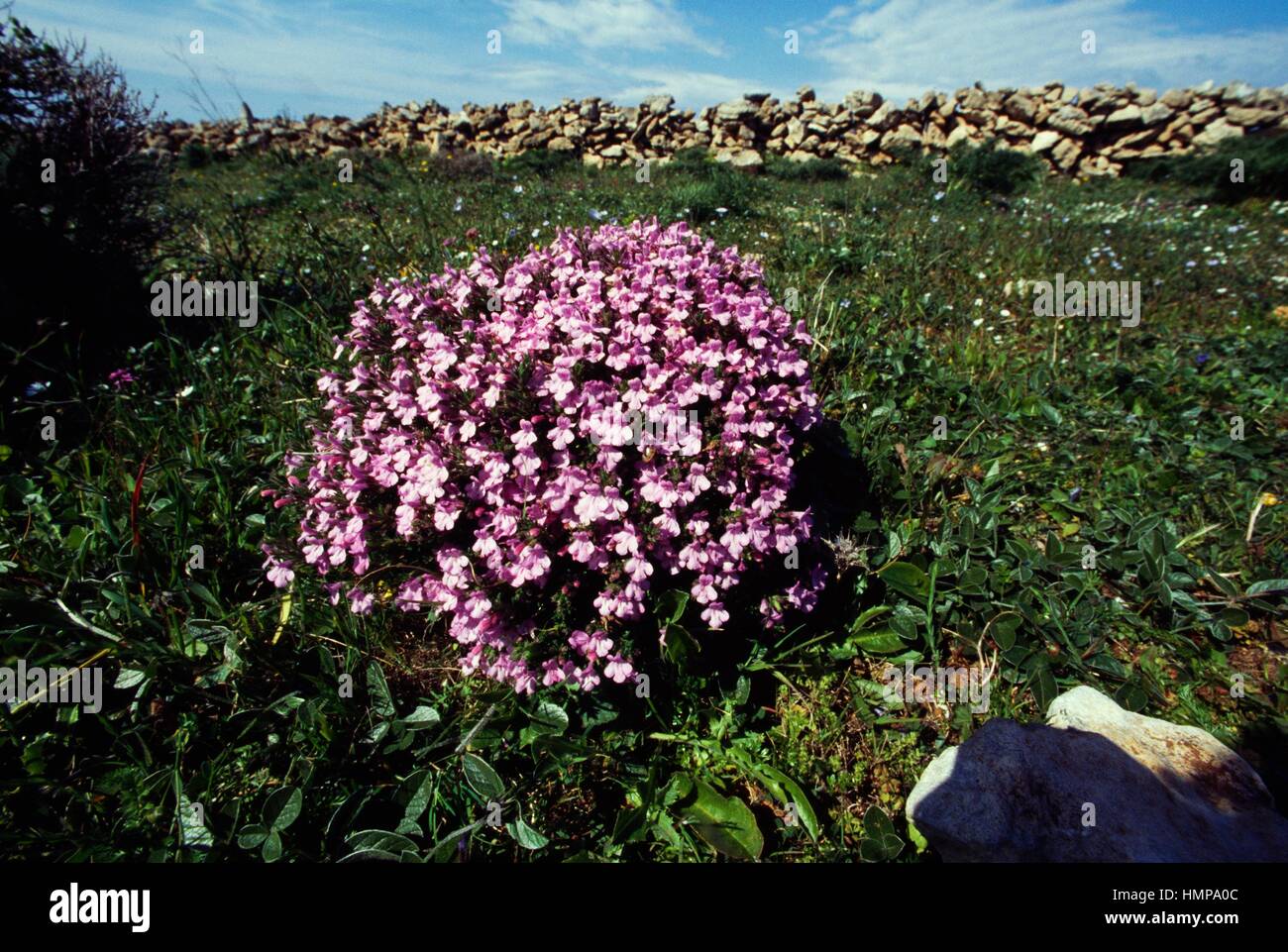 Headed savory in bloom (Thymus capitatus), Lamiaceae, Favignana, Sicily ...