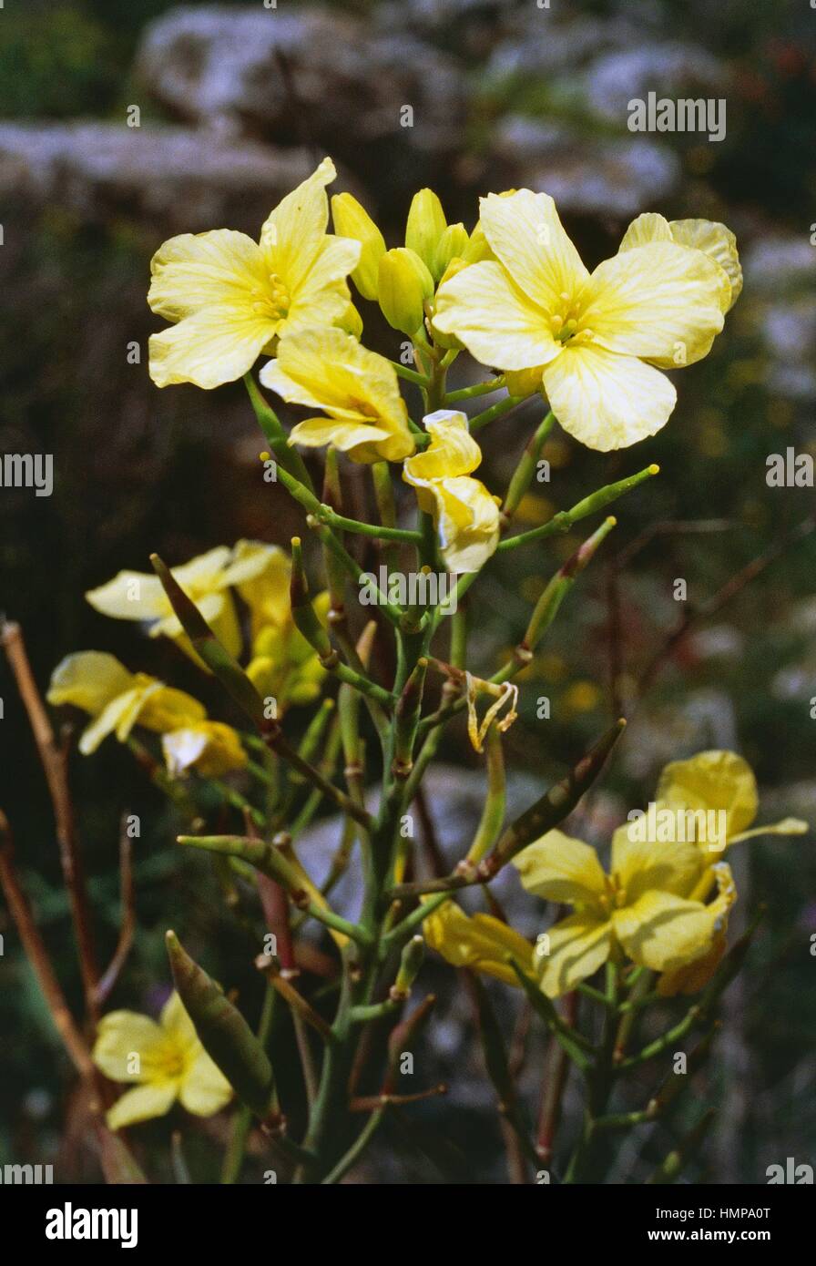 Cabbage (Brassica macrocarpa), Brassicaceae Stock Photo - Alamy
