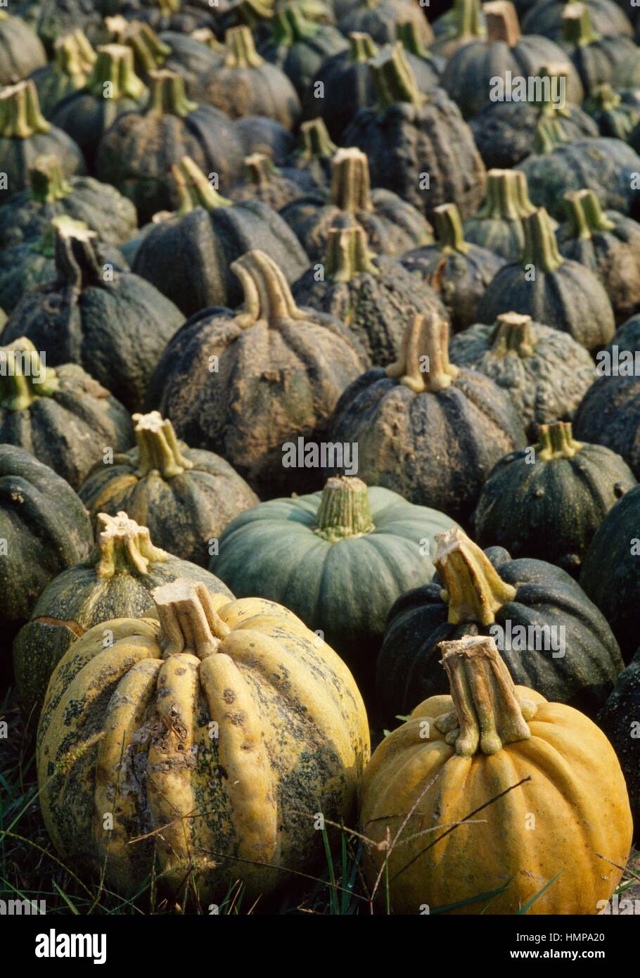 Squash (Cucurbita maxima), Cucurbitaceae Stock Photo - Alamy