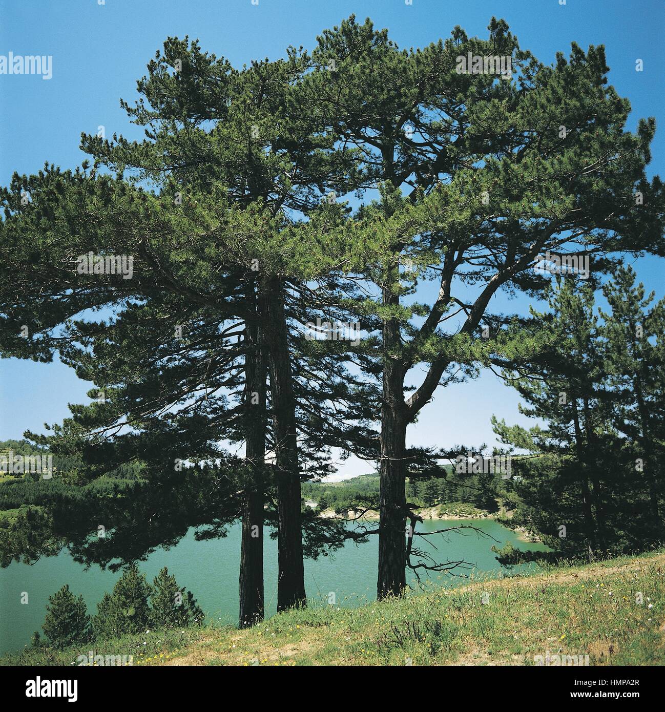 Pine trees in a forest, Sila Grande, Sila National Park, Calabria ...