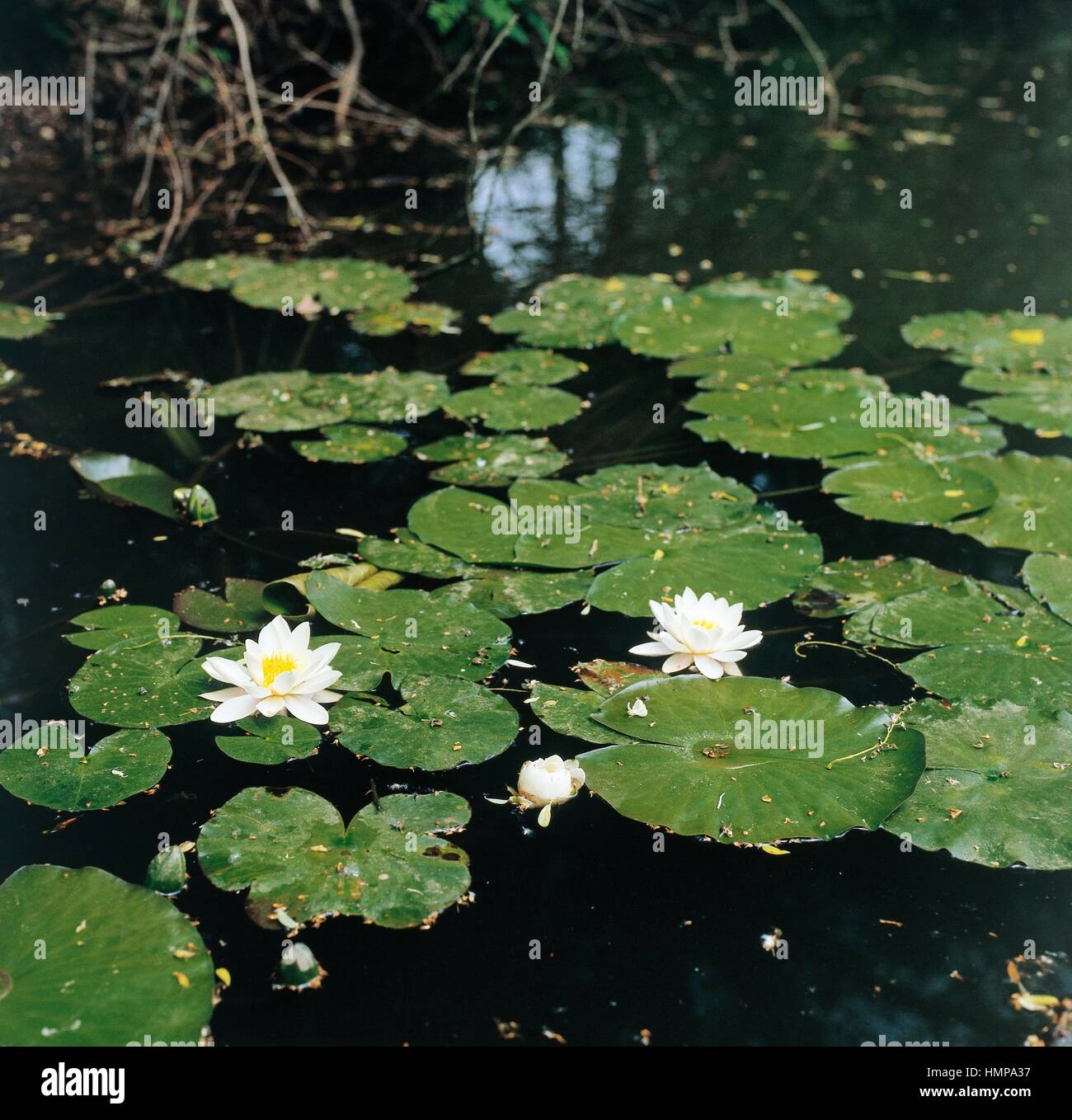 Water-lily (Nymphaea sp), Nymphaeaceae Stock Photo - Alamy